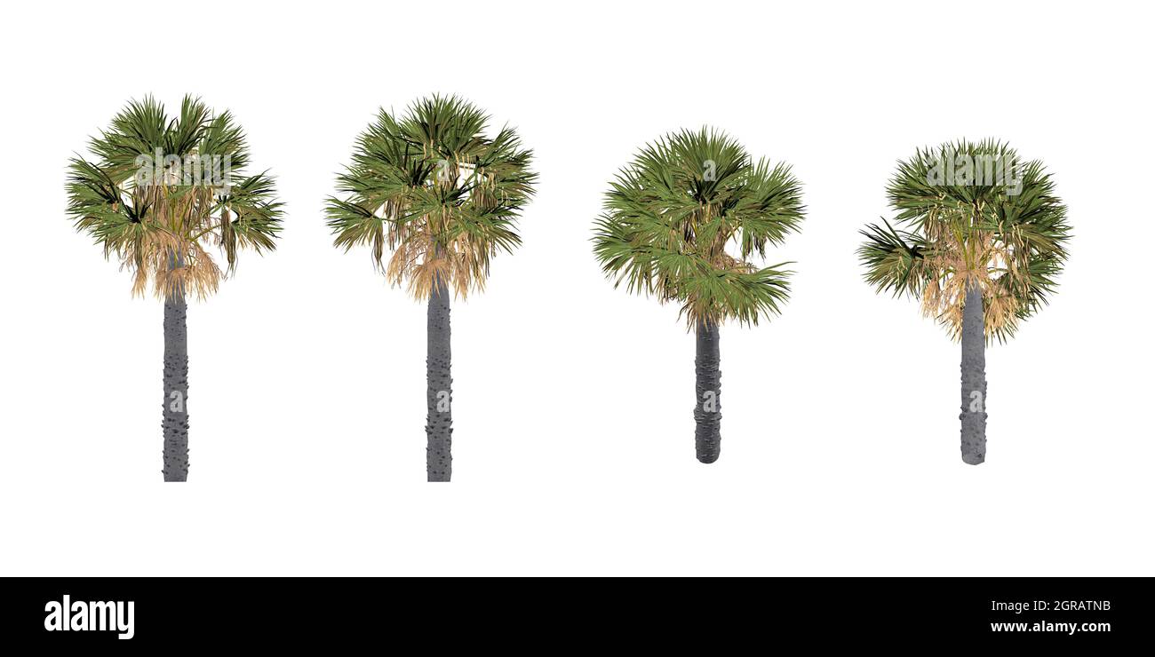 Old palm tree isolated on a white background - 3d render Stock Photo ...