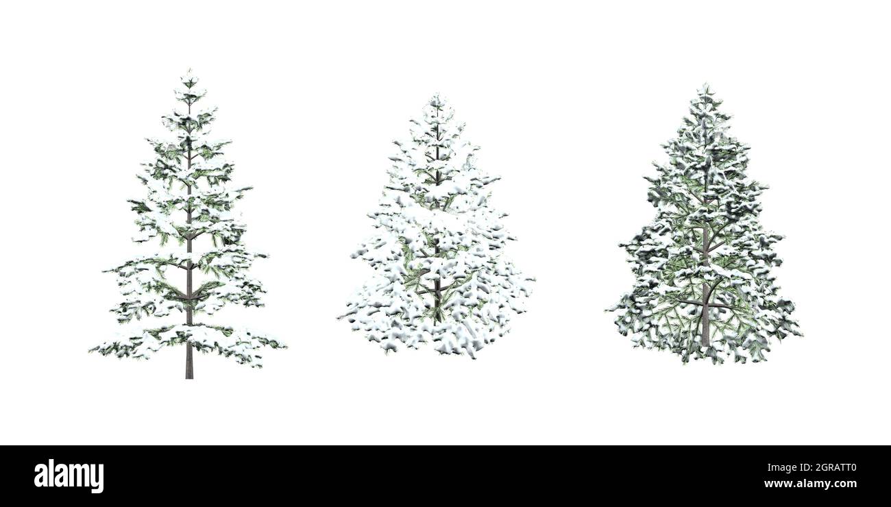Fir tree covered with snow isolated on white background - 3d render ...