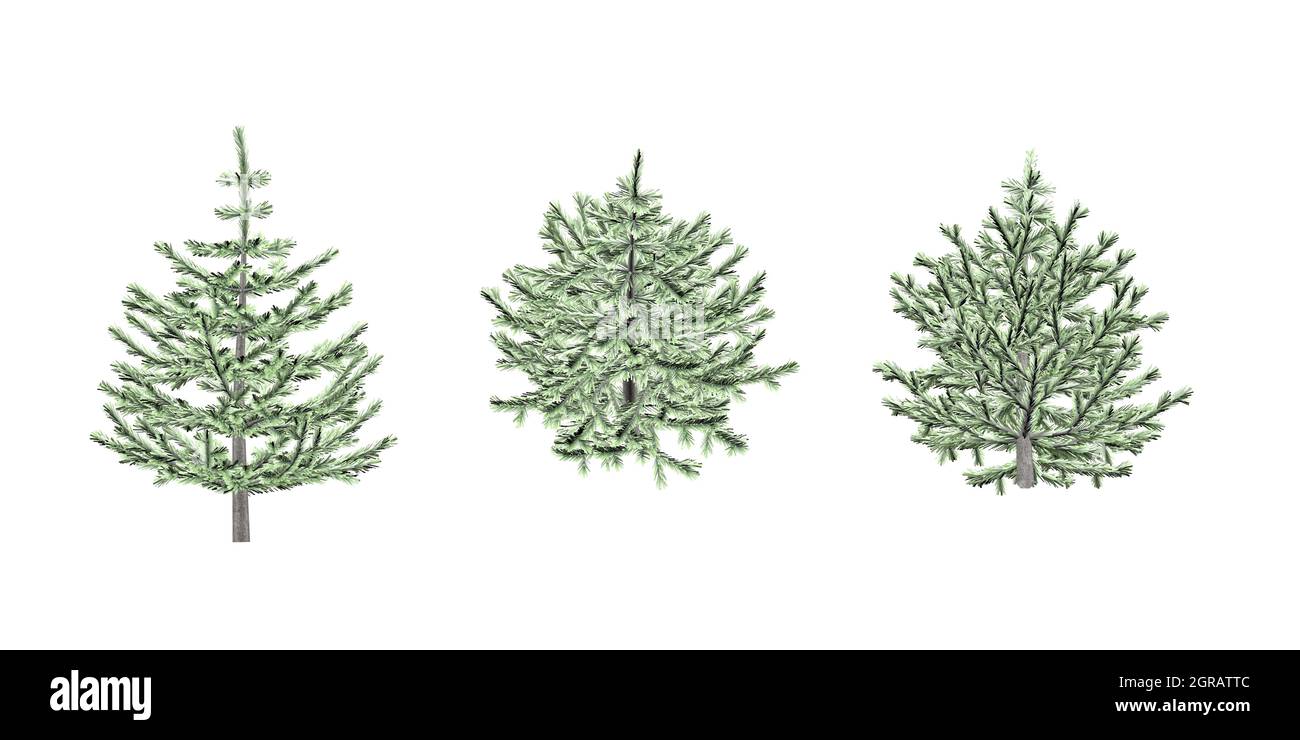 Young fir tree isolated on a white background - 3d render Stock Photo ...