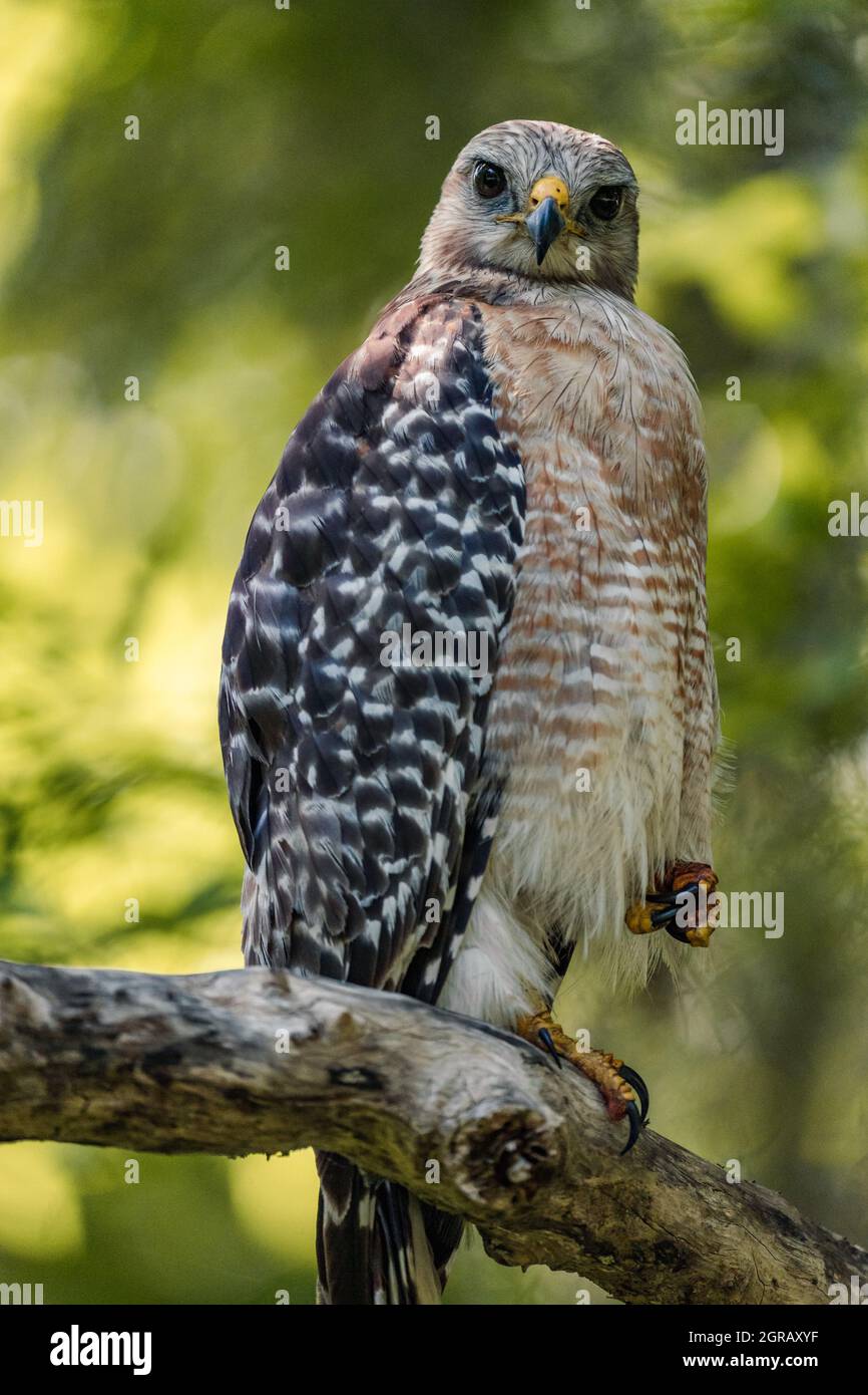 Red shouldered buzzard hi-res stock photography and images - Alamy