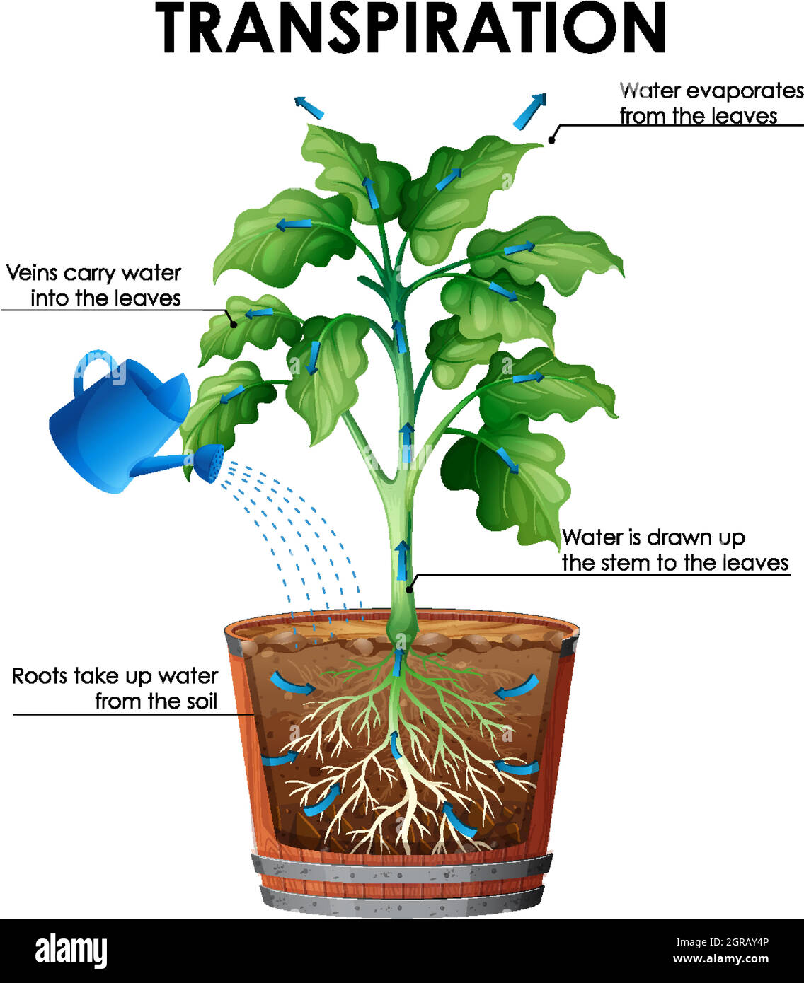 Botany What Is Transpiration at Margaret Newsom blog
