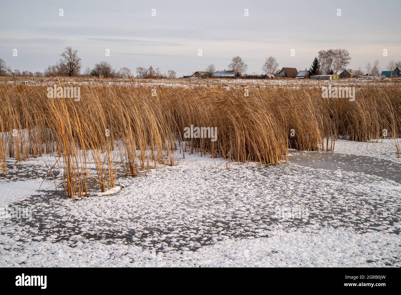 Reed on the shore of a frozen lake in the evening on a winter day Stock ...