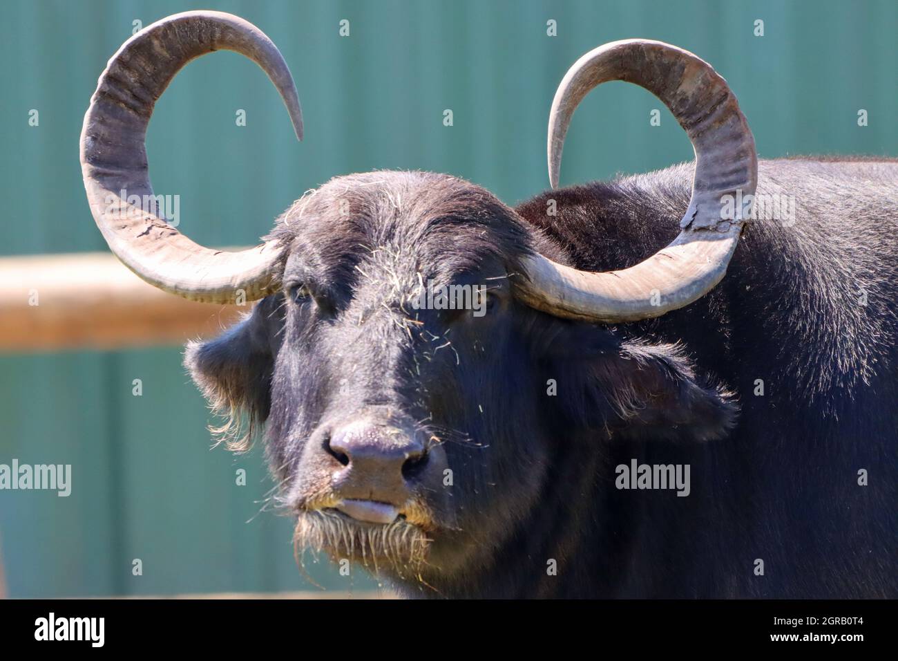 Curved tongue hi-res stock photography and images - Alamy