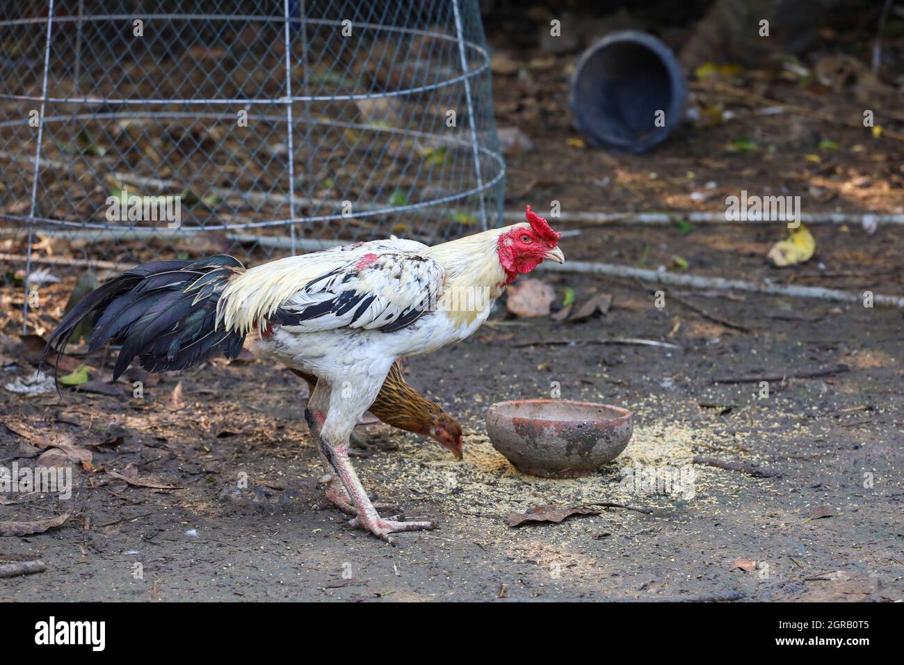 Chicken in paddy field hi-res stock photography and images - Alamy