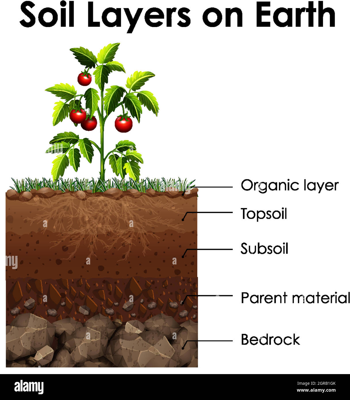Diagram showing soil layers on earth Stock Vector Image & Art - Alamy Diagram showing soil layers on earth Stock Vector Image & Art - Alamy