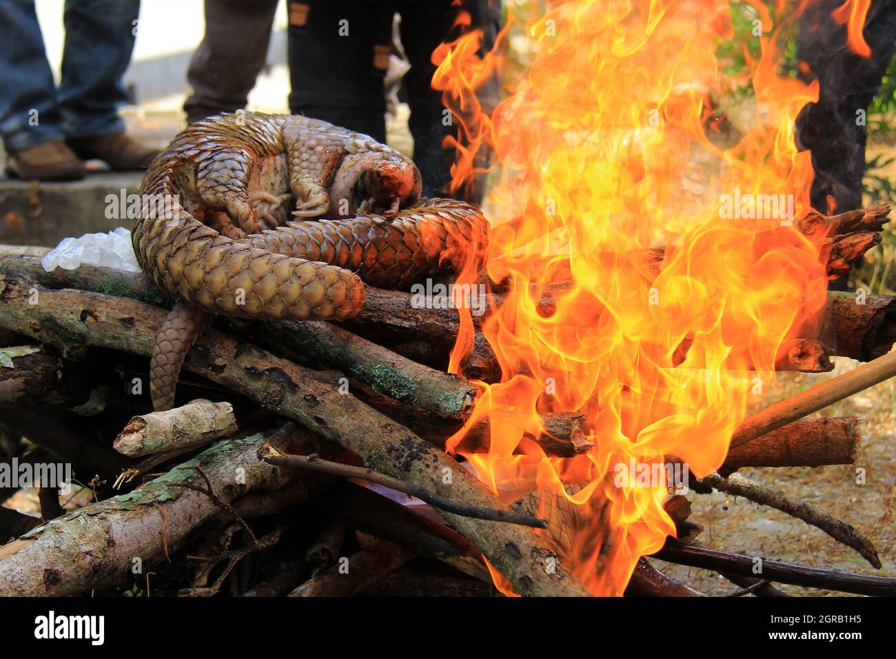 Pangolins asia hi-res stock photography and images - Alamy