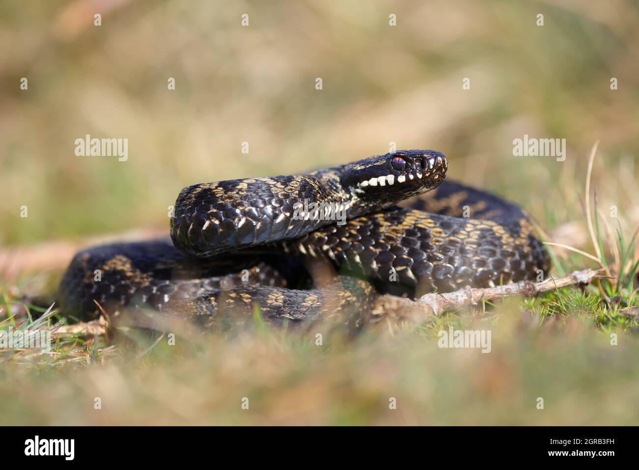 Close up adder hi-res stock photography and images - Alamy
