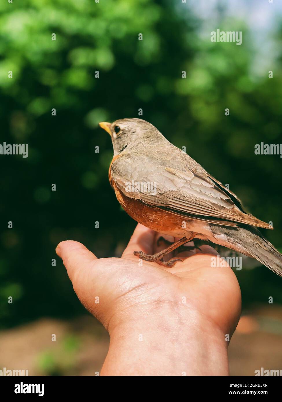 Person holding sparrow hi-res stock photography and images - Alamy