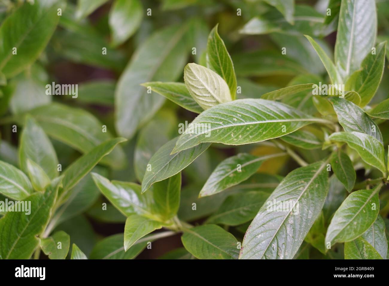 Egyptian star cluster lanceolata hi-res stock photography and images ...