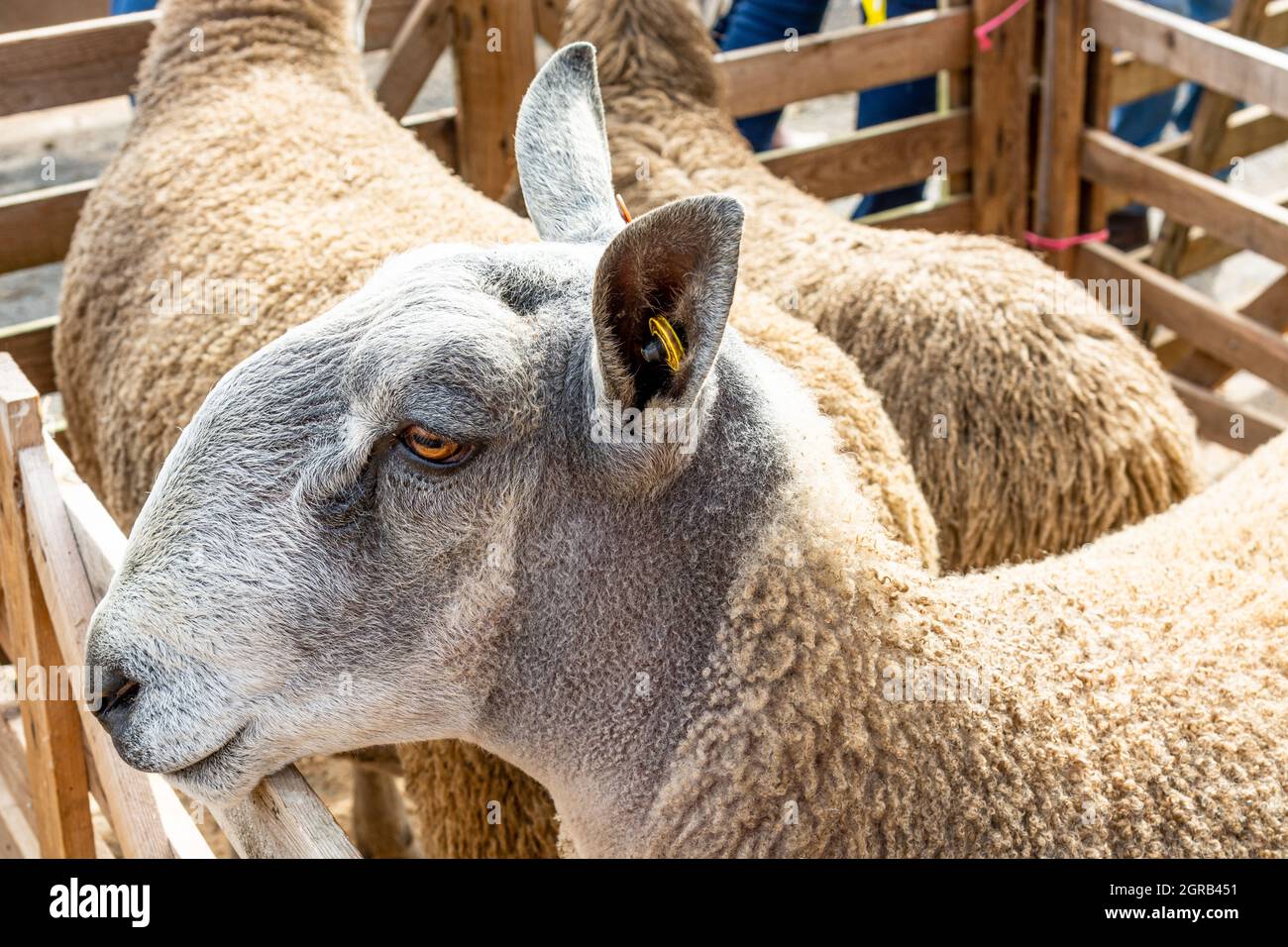 Blue faced Leicester sheep in a pen at a show Stock Photo - Alamy