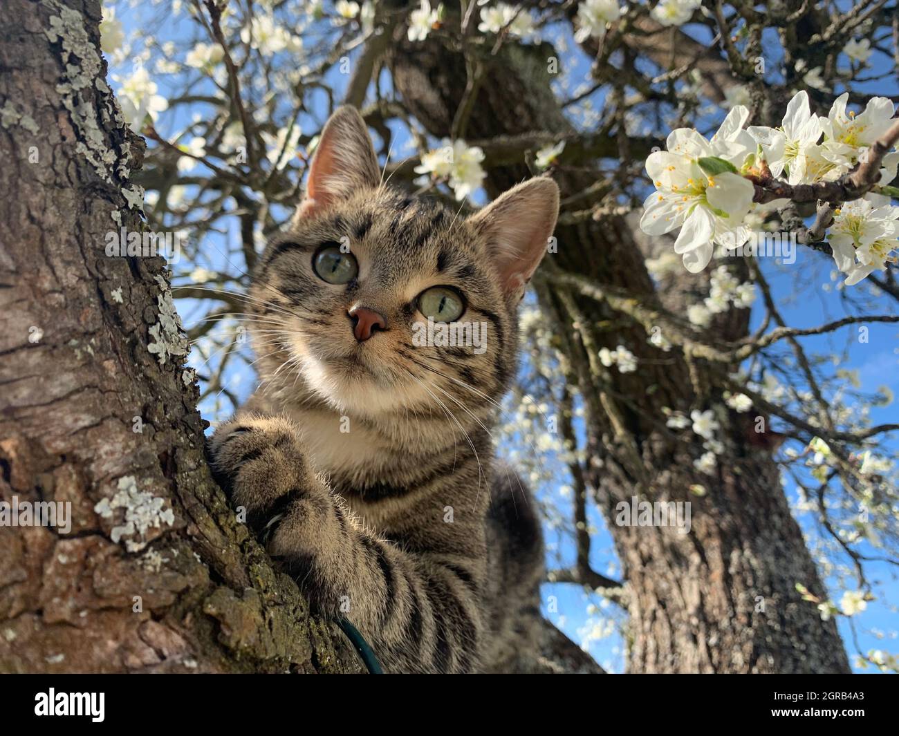 Domestic cat cherry tree hi-res stock photography and images - Alamy