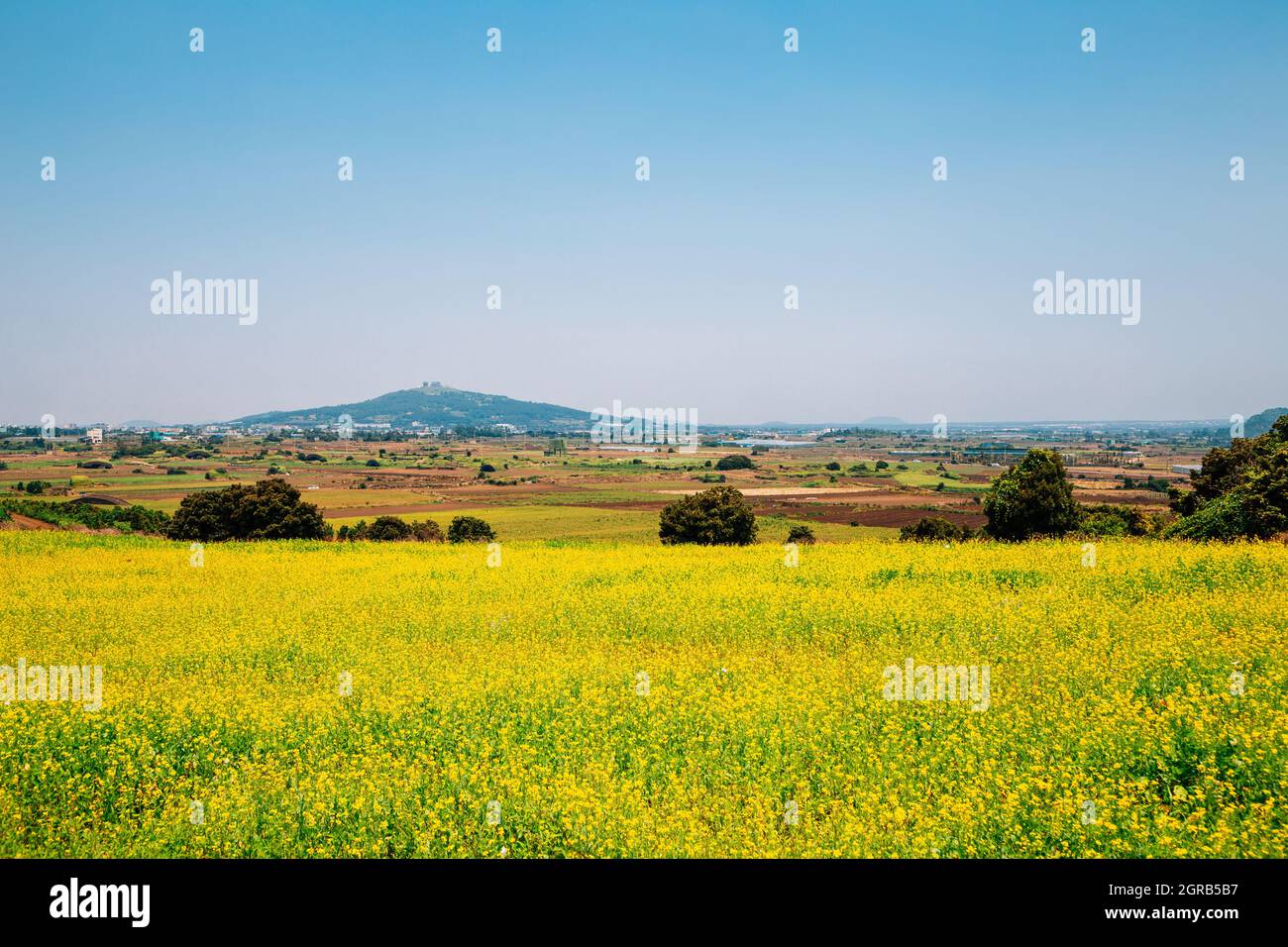 Oreum volcanic cone and yellow rape flower field, Jeju Olle Trail in ...