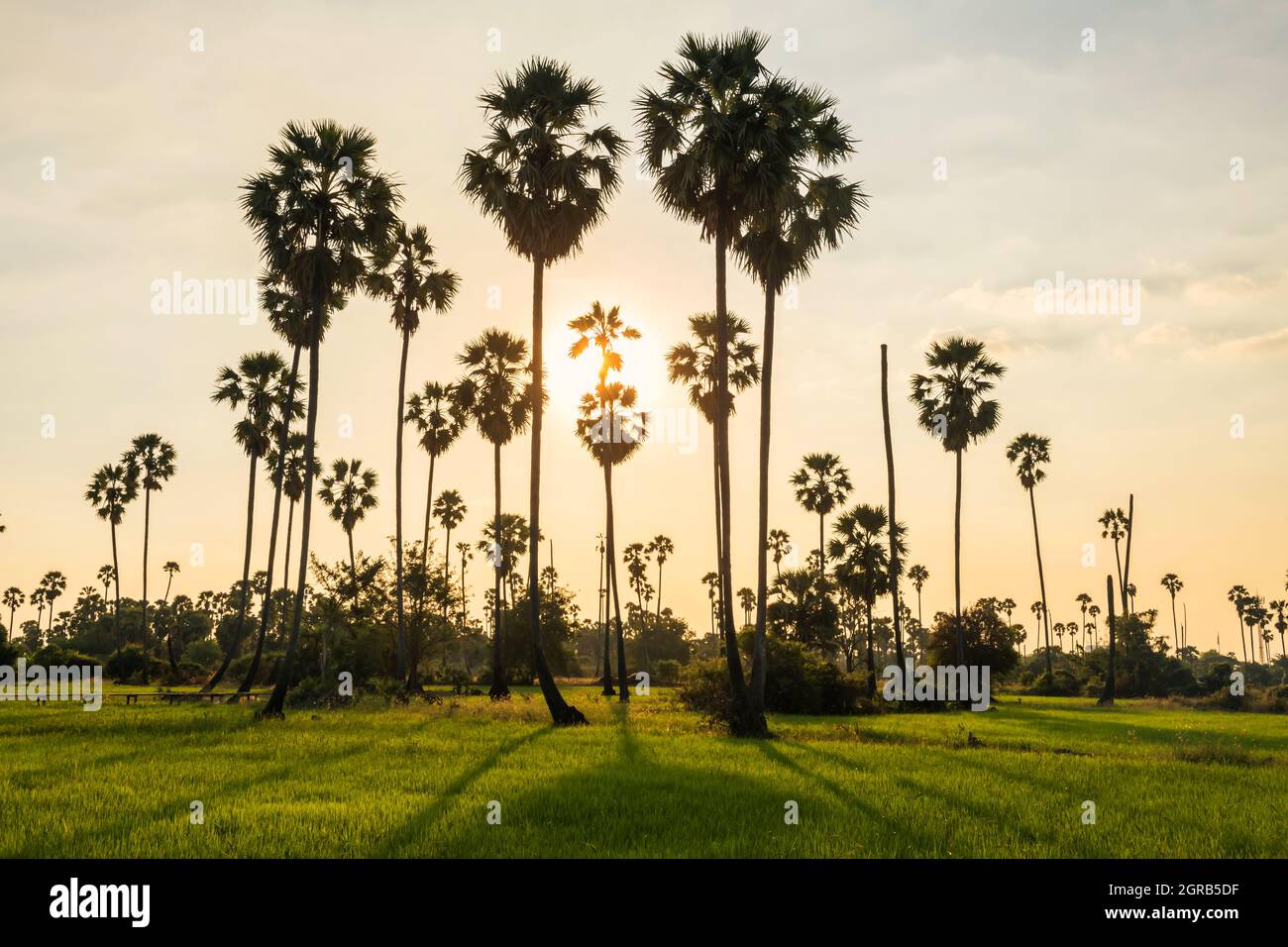 Thailand rice pathum thani not bangkok hi-res stock photography and ...