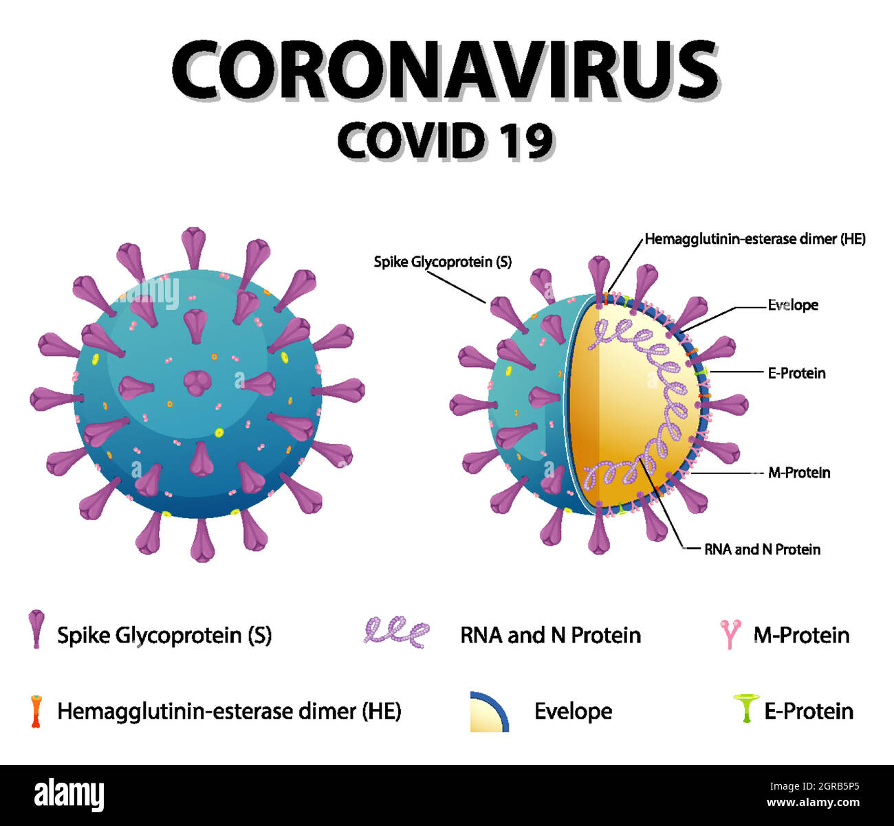 Diagram of Corona virus particle structure Stock Vector Image & Art - Alamy