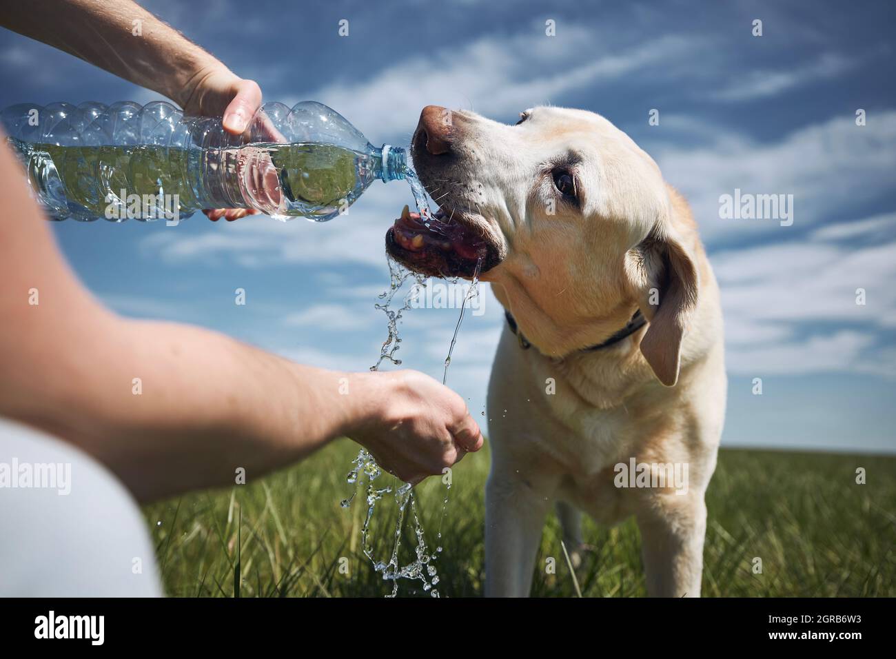 Dog drinking from bottle hi-res stock photography and images - Alamy