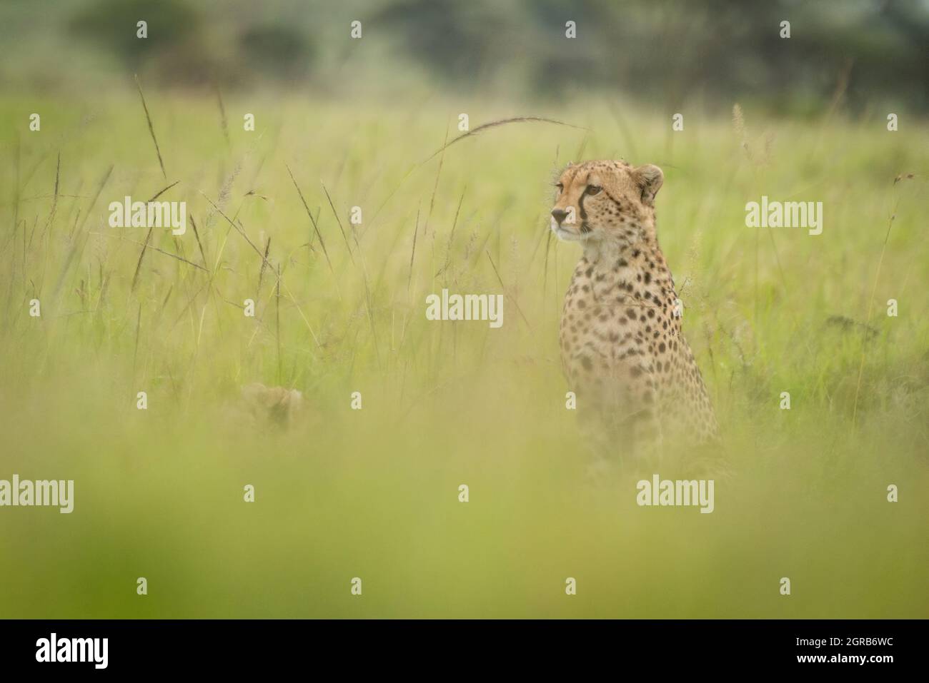 Cheetah Sitting In Blurred Grass Looking Left Stock Photo - Alamy