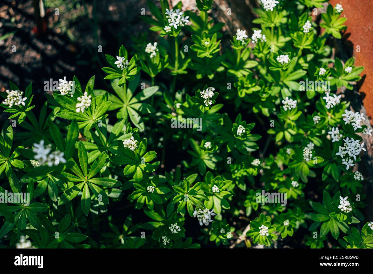 Woodruff flavor hi-res stock photography and images - Alamy