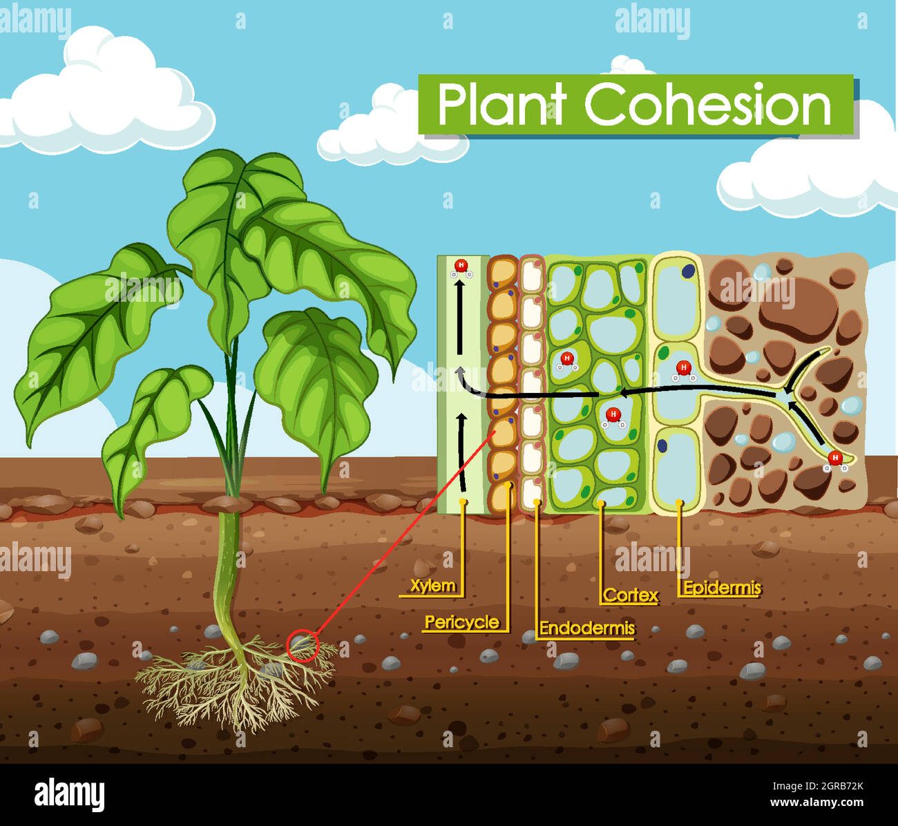 Diagram showing Plant Cohesion Stock Vector Image & Art - Alamy