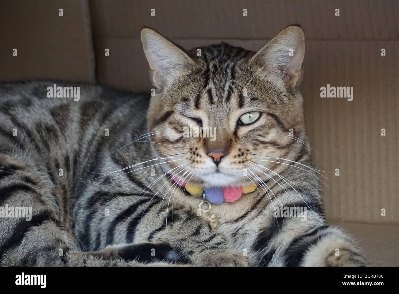 Hybrid cats hi-res stock photography and images - Alamy