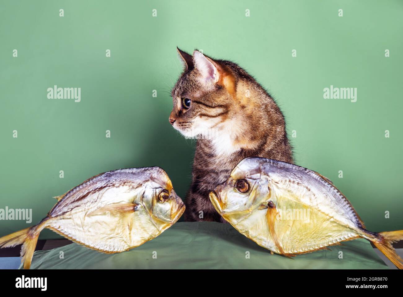 Vomer fish hi-res stock photography and images - Alamy