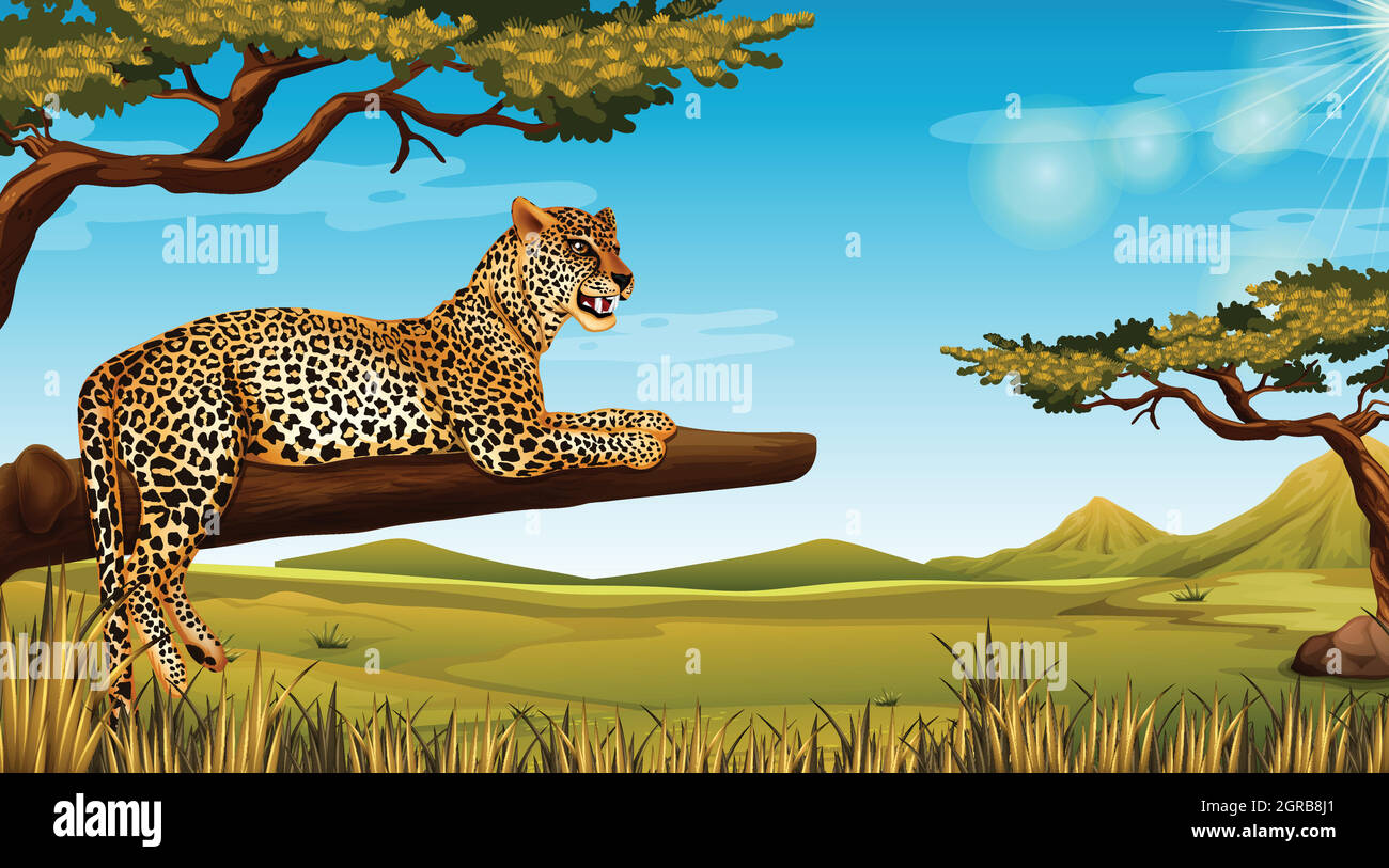 cheetah in tree scene Stock Vector Image & Art - Alamy