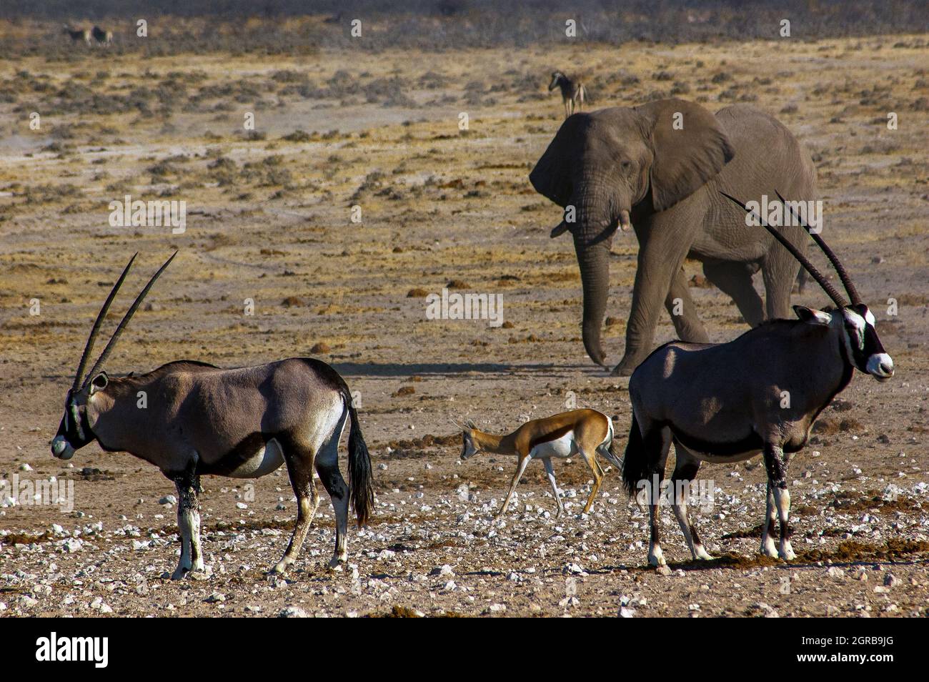 Elephant, springbok and gemsbok at Nebrowni waterhole, Etosha National ...