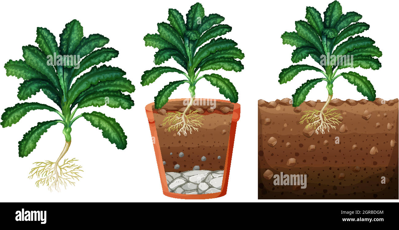 Kale cartoon hi-res stock photography and images - Alamy