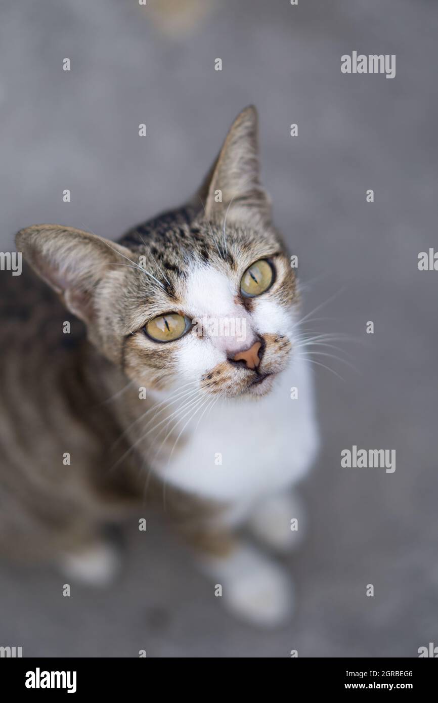 Sharp gaze hi-res stock photography and images - Alamy