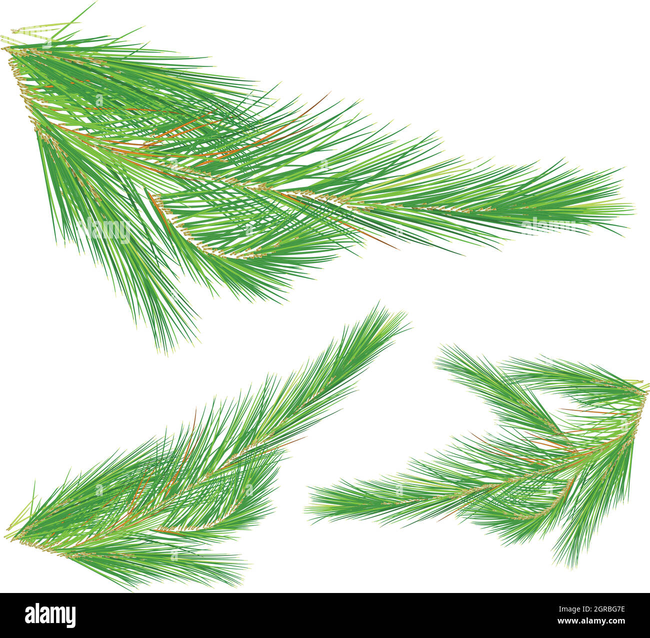 Pine leaves on white background Stock Vector Image & Art - Alamy