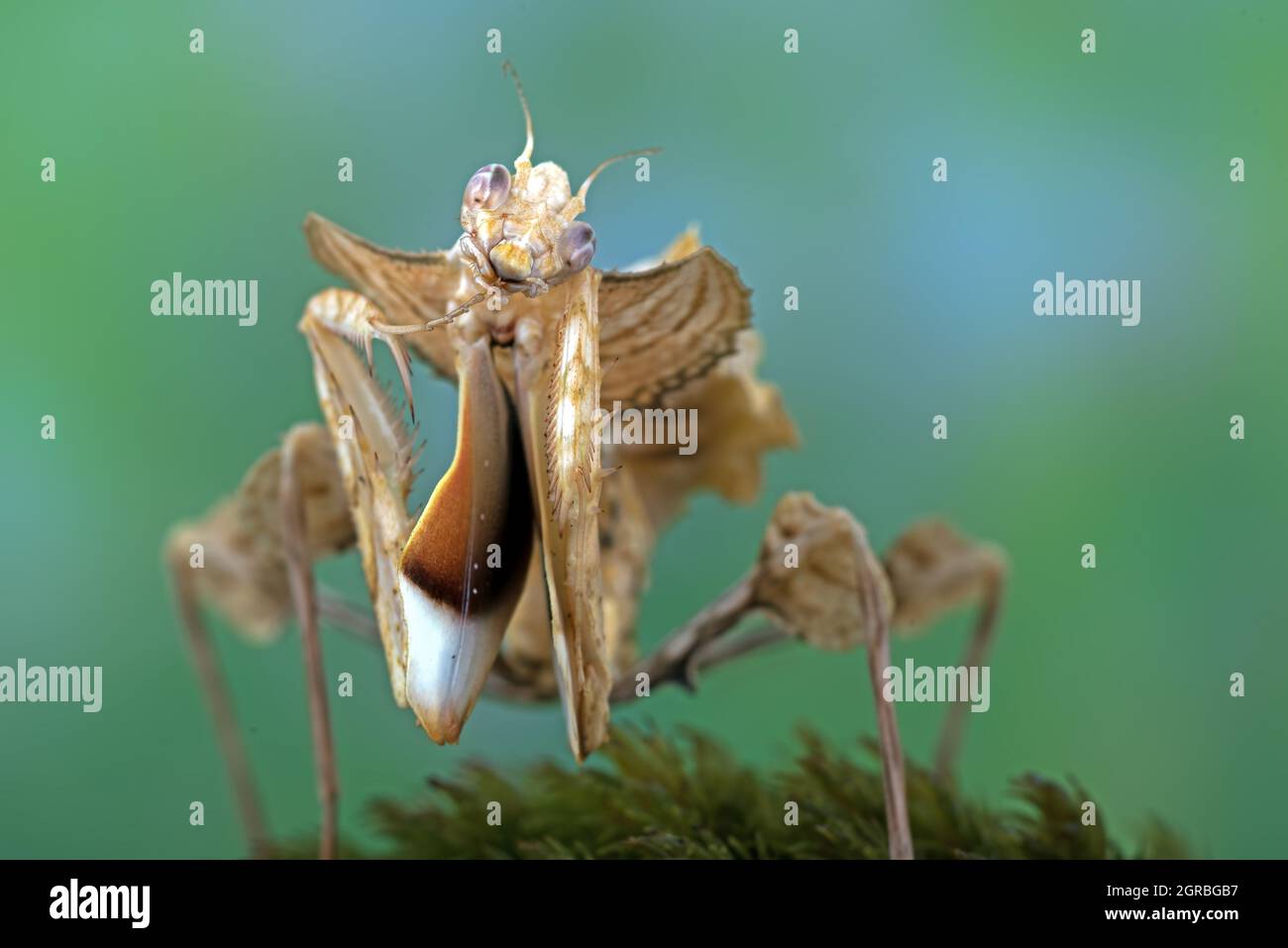 Mantis on a dead leaf hi-res stock photography and images - Alamy