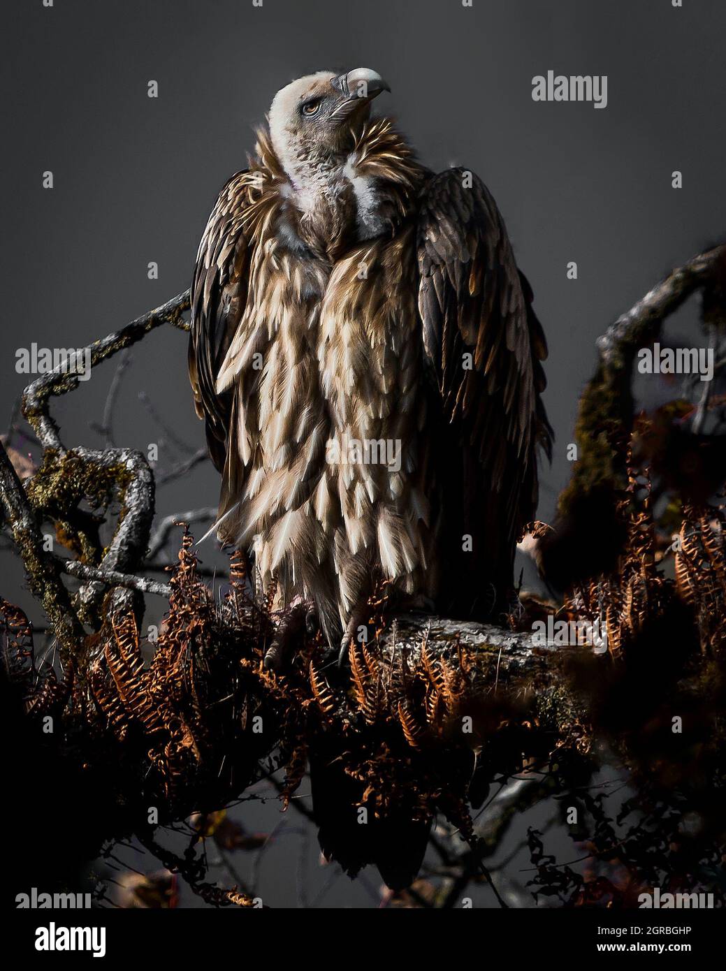 The old world vultures hi-res stock photography and images - Alamy