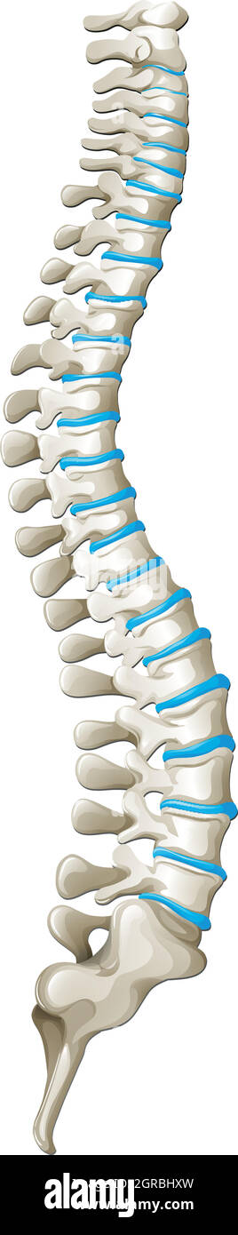 Spine diagram showing back pain Stock Vector Image & Art - Alamy