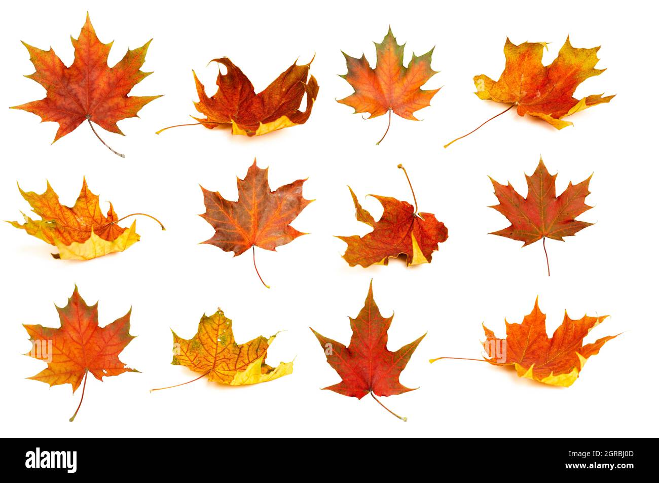 Autumn leaves isolate background. Red and yellow maple leaves in autumn ...