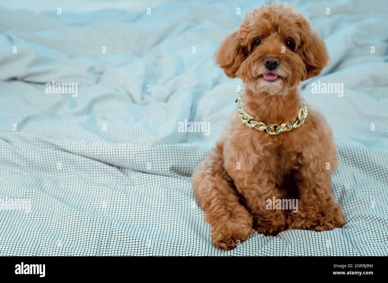 Cavapoo Black High Resolution Stock Photography and Images - Alamy