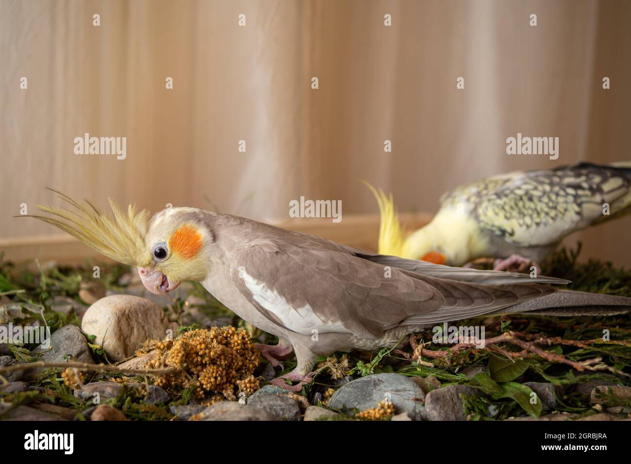 Cockatiel outdoors hi-res stock photography and images - Alamy