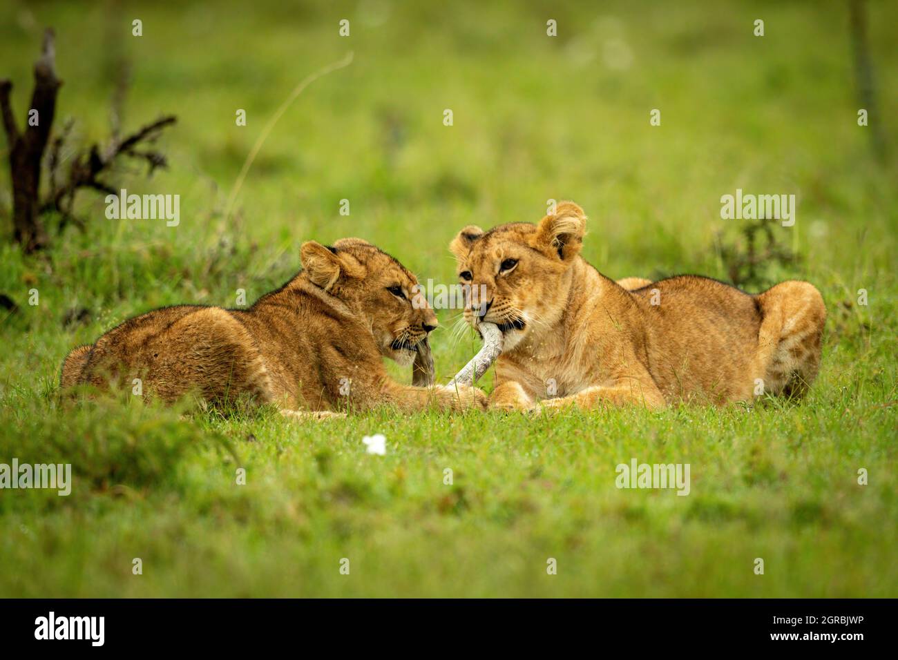 Africa lion cub biting hi-res stock photography and images - Alamy