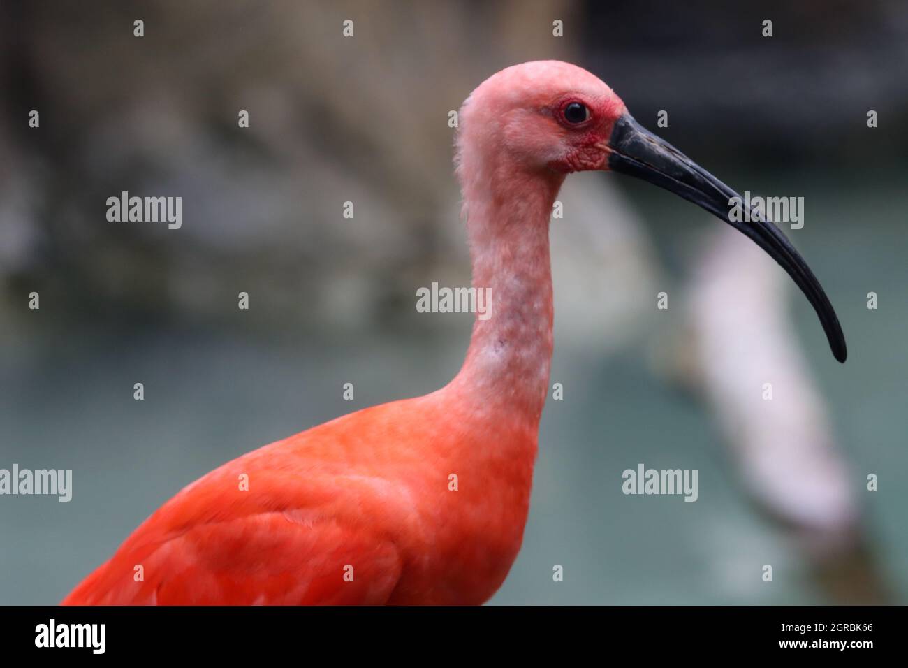 Scarlet ibis head hi-res stock photography and images - Alamy