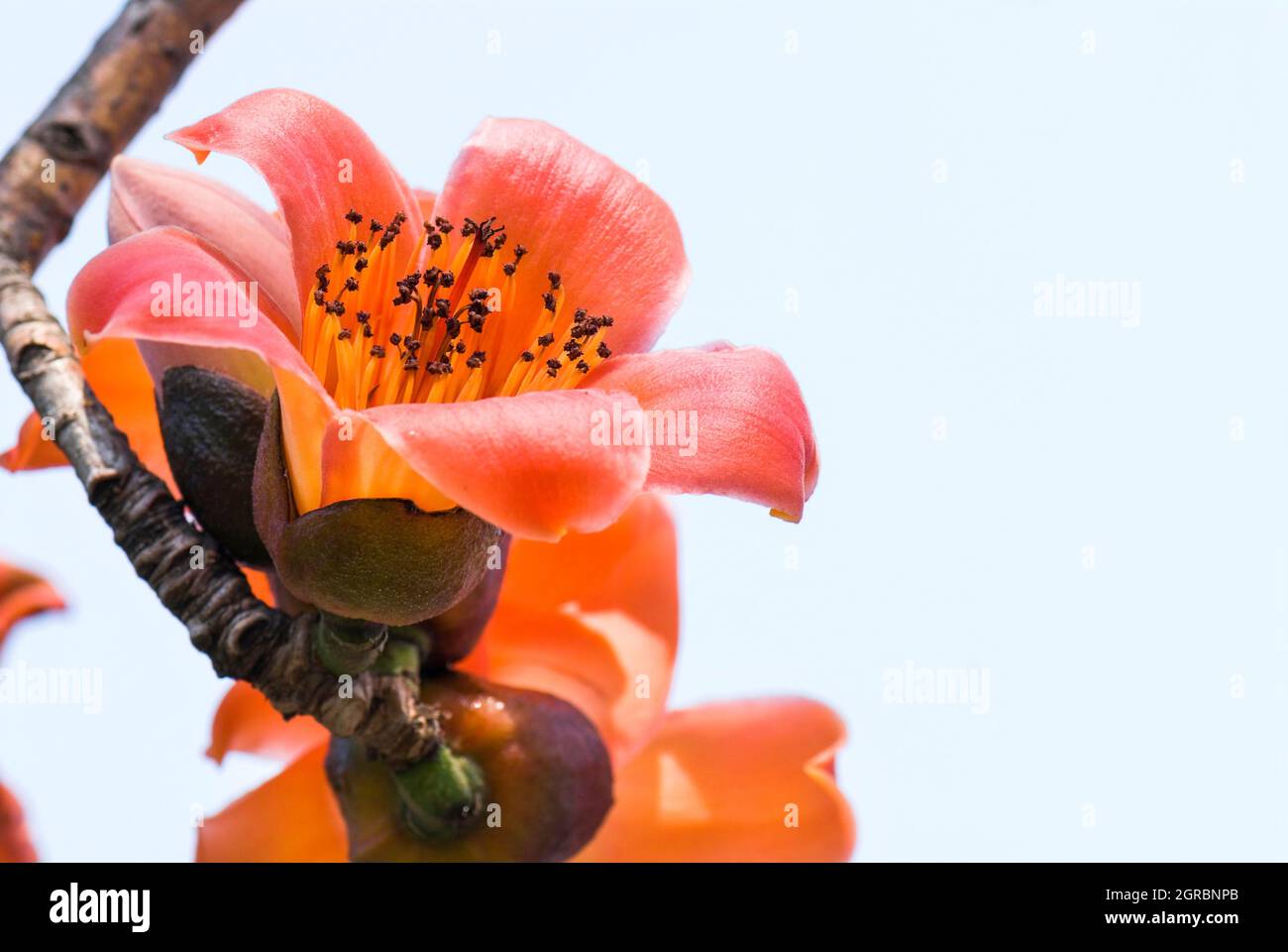 Kapok flower bud hi-res stock photography and images - Alamy