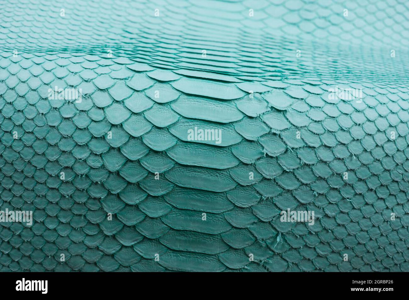 Python green pattern hi-res stock photography and images - Alamy