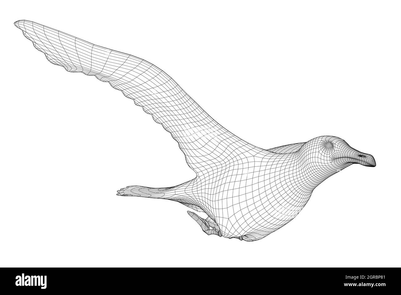 Flying bird wireframe isolated on white background. Side view. 3D ...