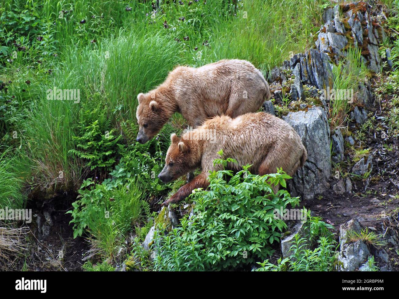 Larger group of animals hi-res stock photography and images - Alamy