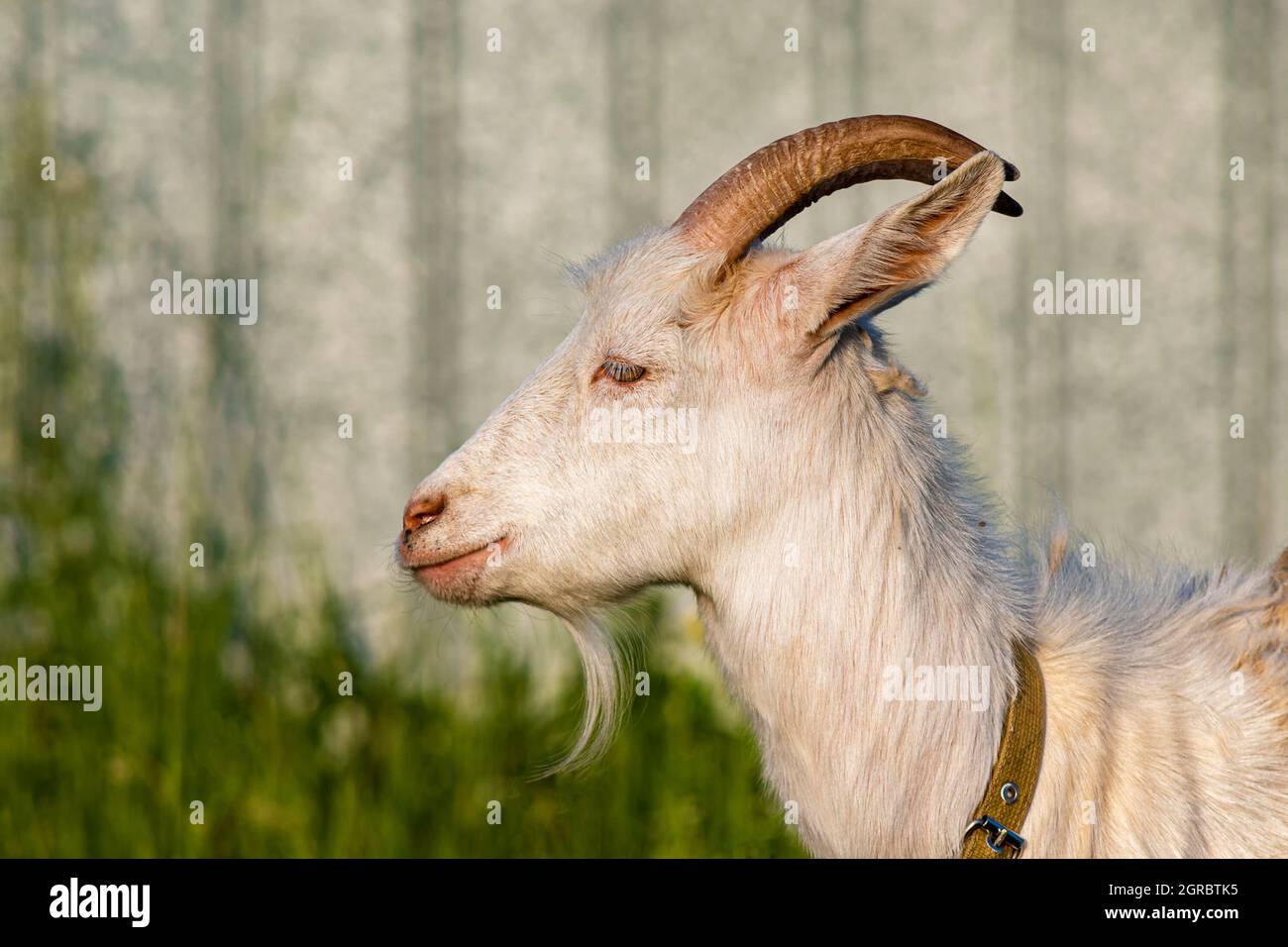 Rearing antelope hi-res stock photography and images - Alamy