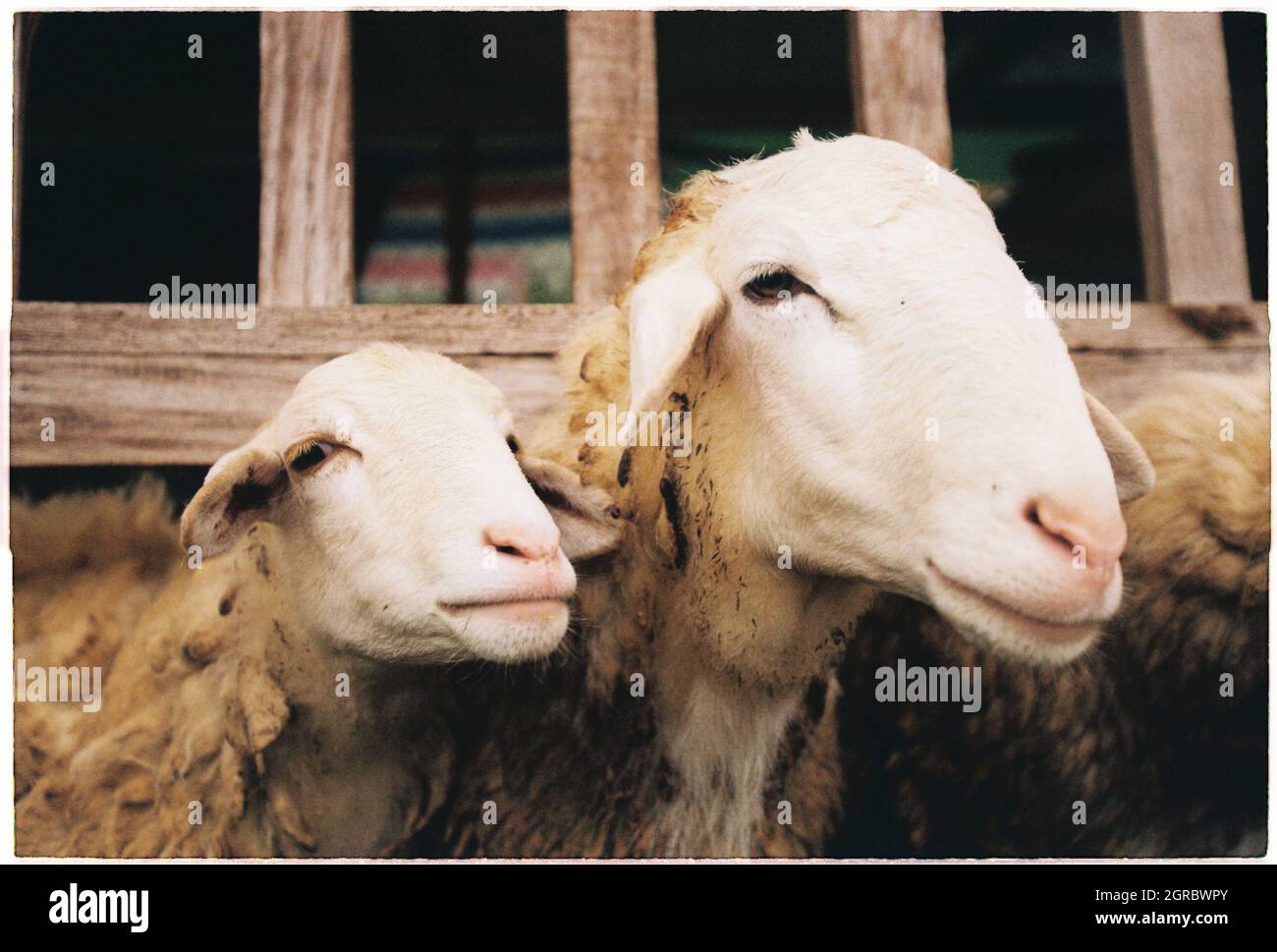 Moc chau farm hi-res stock photography and images - Alamy