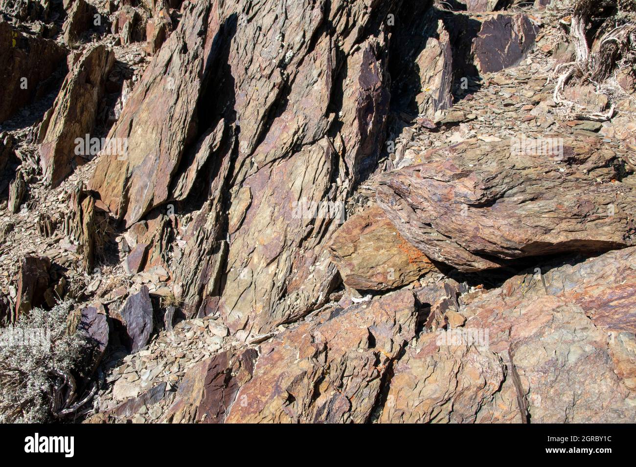 Patriarch Grove is home to the biggest bristlecone pine tree in the ...
