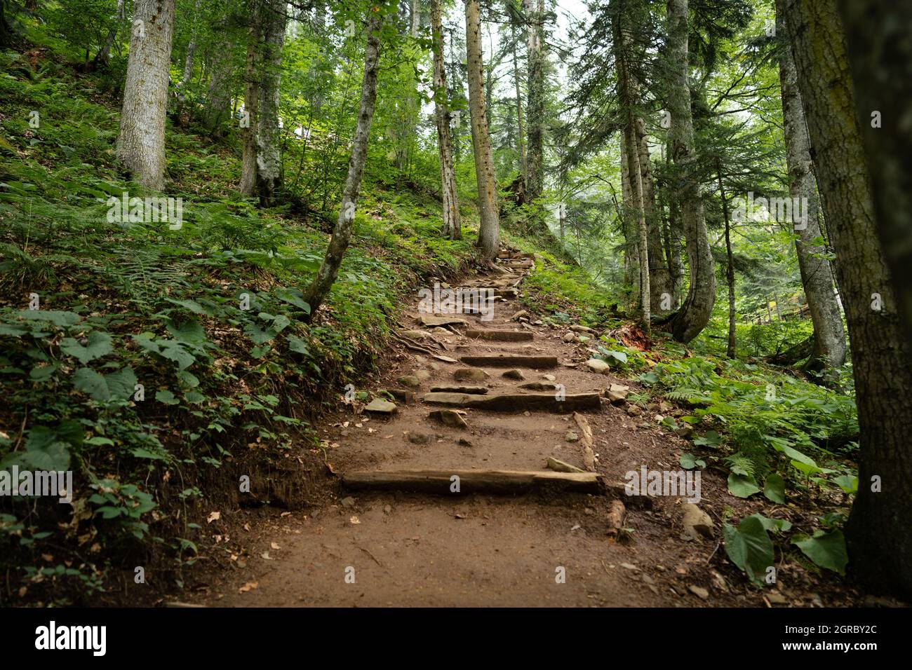 Scenic path with wooden stairs in green forest Stock Photo - Alamy