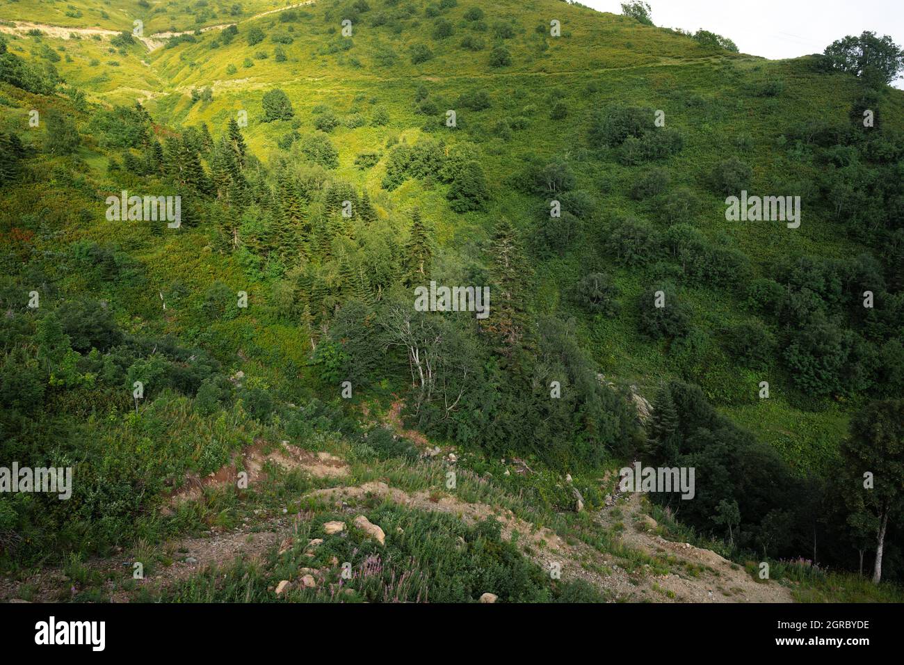 Panoramic view of a glade in summer forest Stock Photo - Alamy