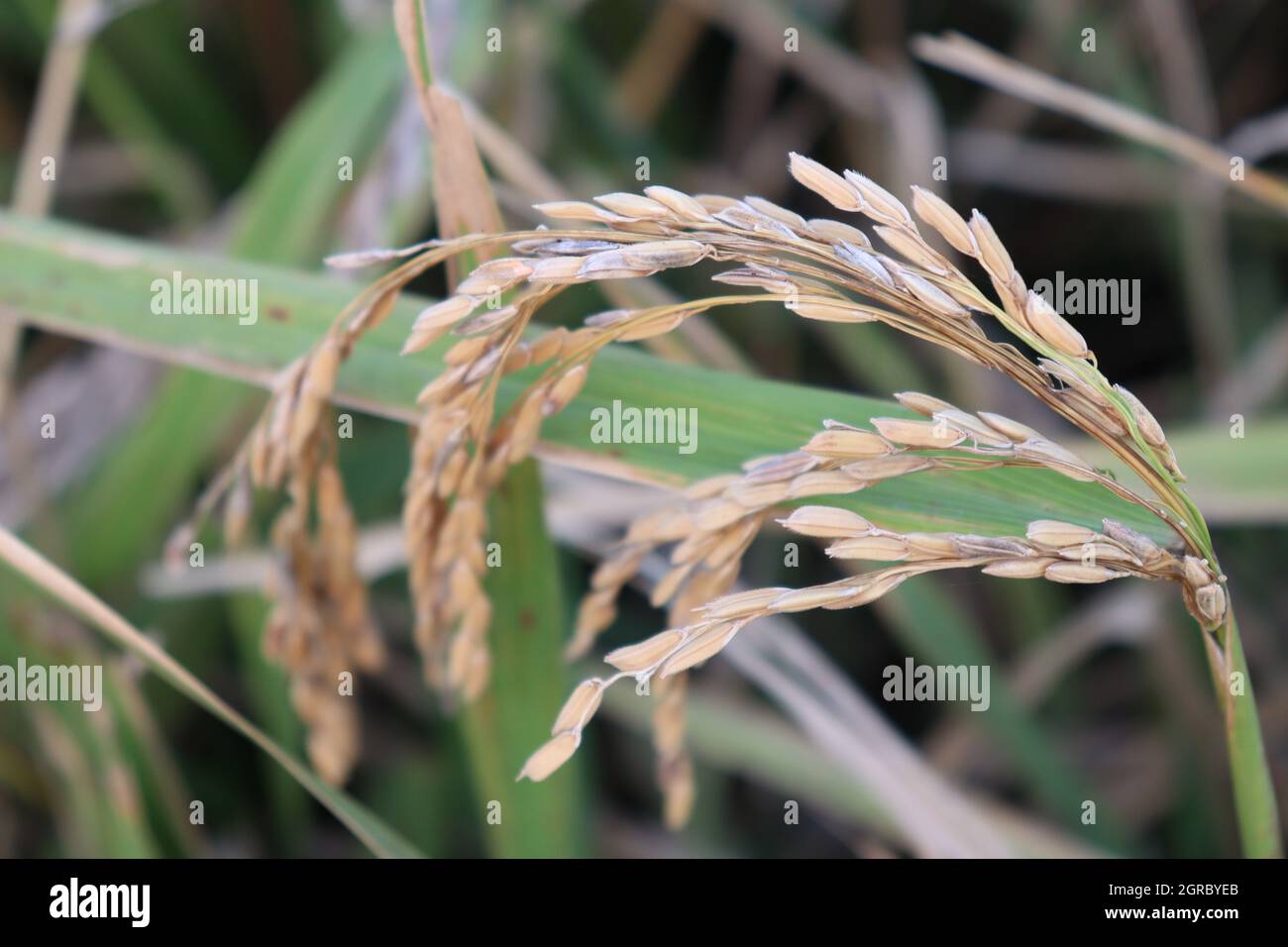 Agriculture firm hi-res stock photography and images - Alamy