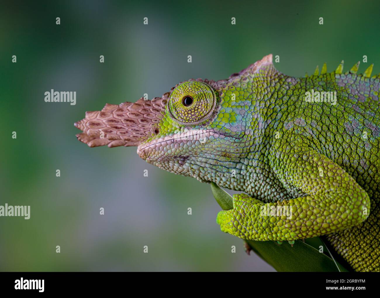 Snake close up ear hi-res stock photography and images - Alamy