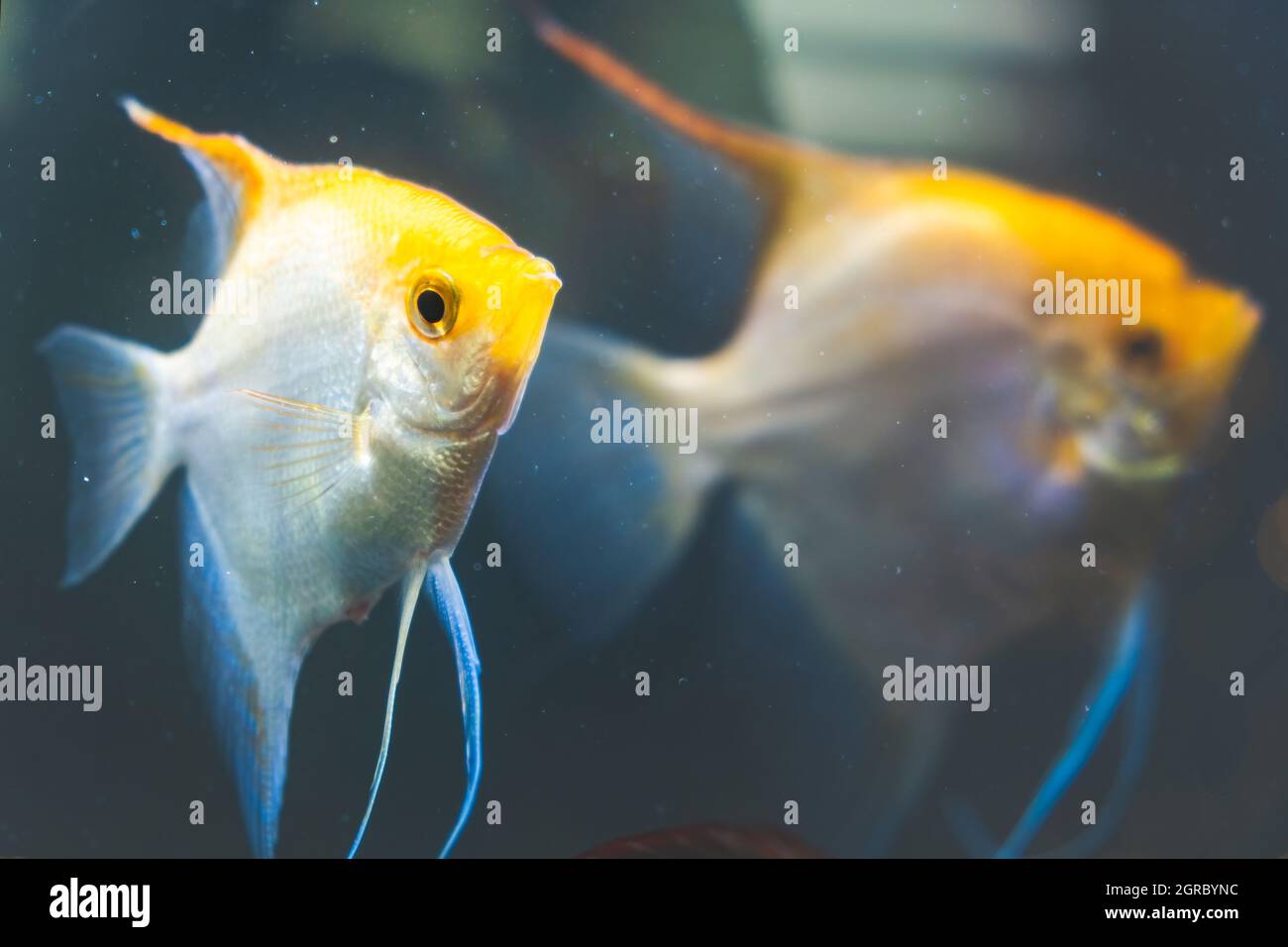 Gold angelfish hi-res stock photography and images - Alamy