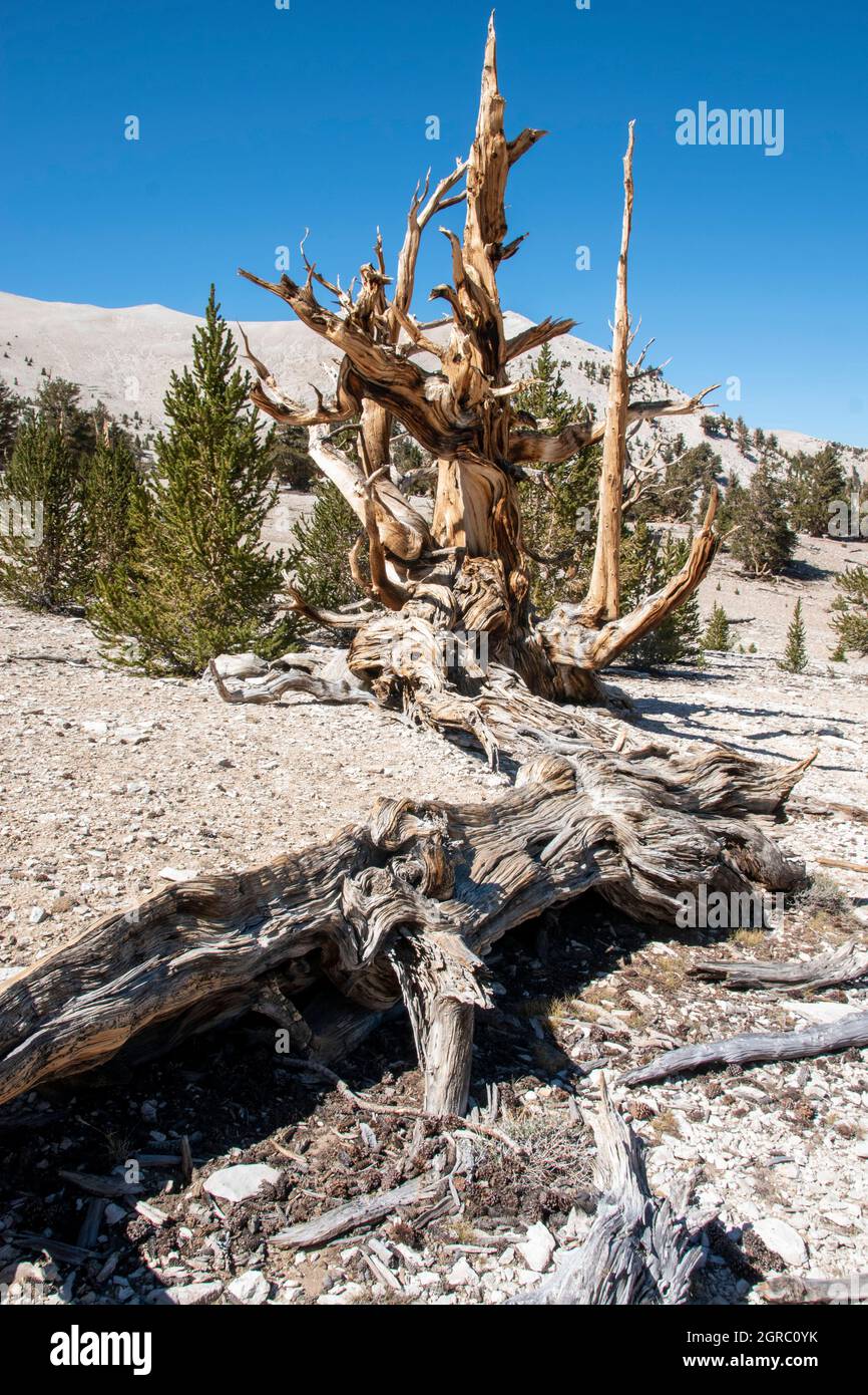 Patriarch Grove is home to the biggest bristlecone pine tree in the ...
